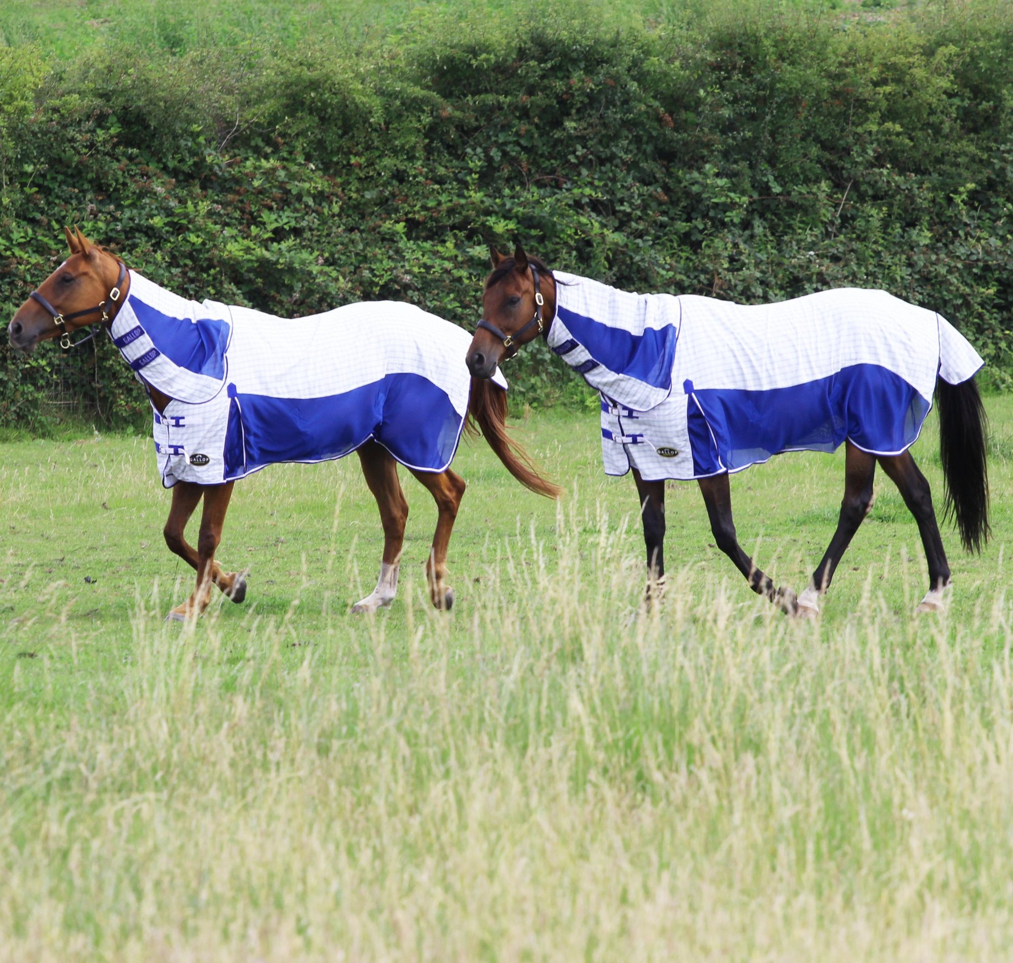 Gallop Air-mesh Summer Sheet - Robinsons Equestrian