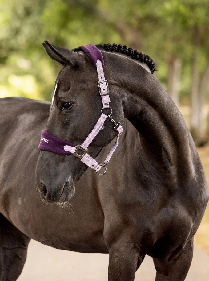 LeMieux Vogue Headcollar - Fig/marine - Robinsons Equestrian