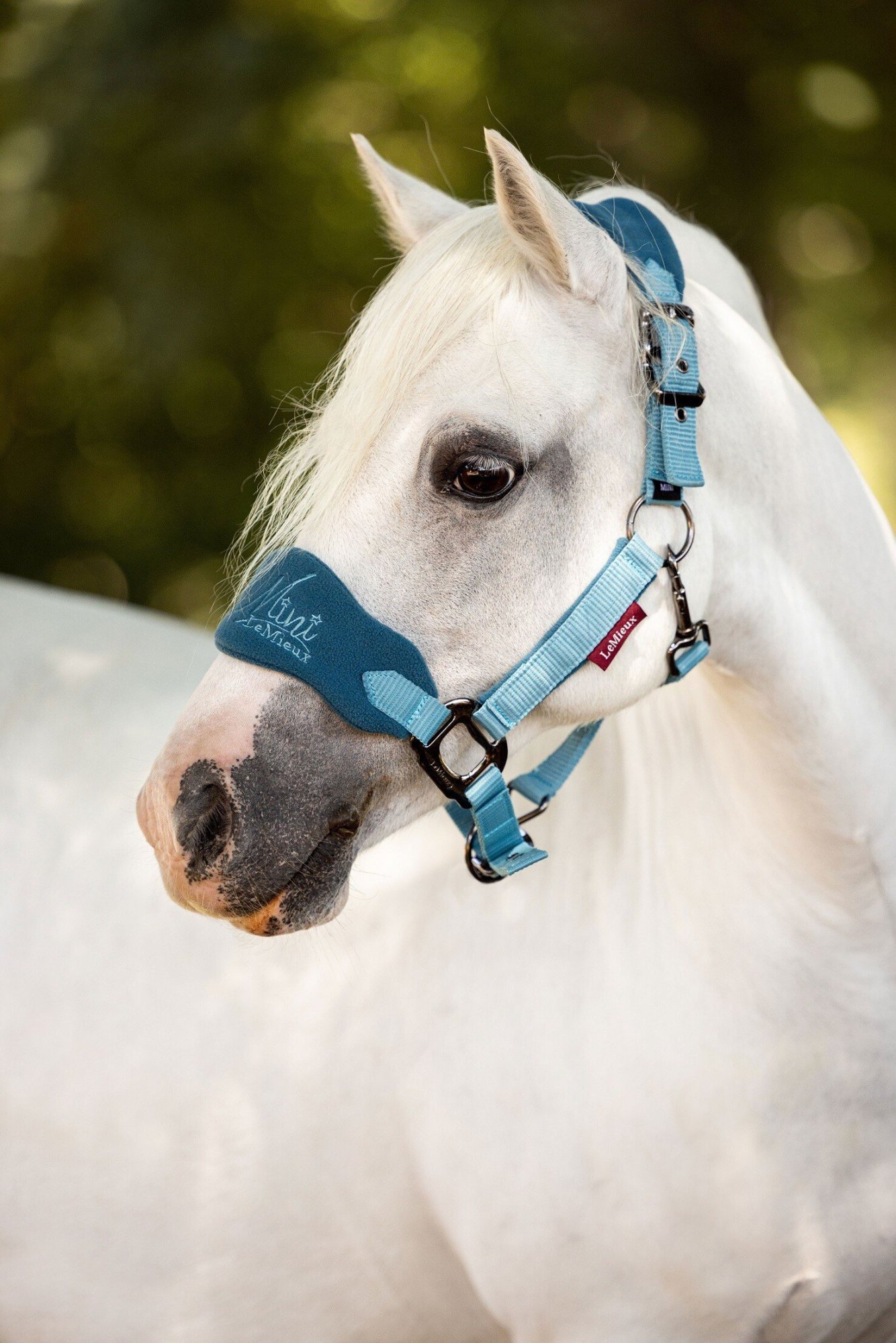 LeMieux Vogue Headcollar - Fig/marine - Robinsons Equestrian