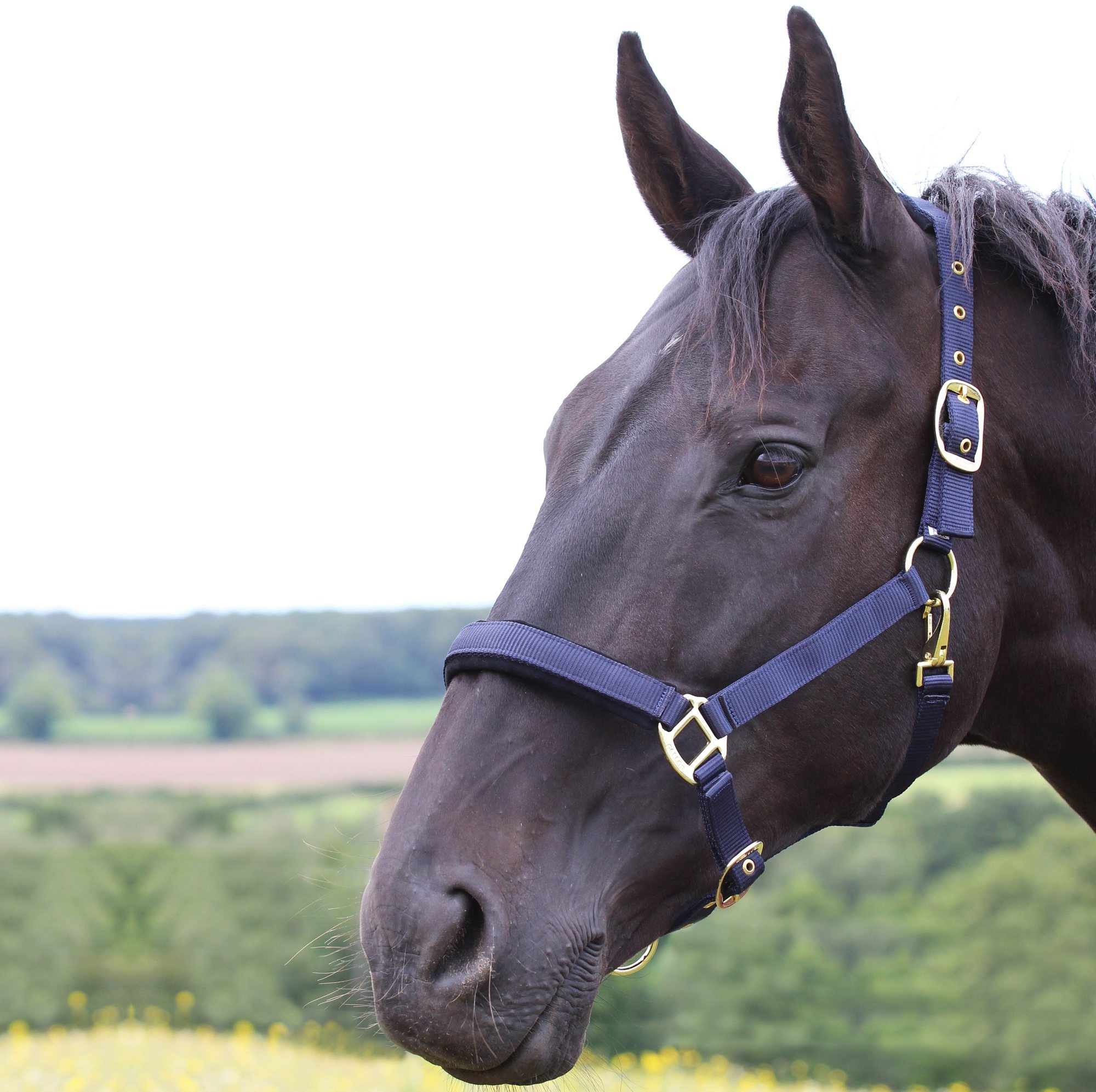 Gallop Padded Headcollar - Robinsons Equestrian