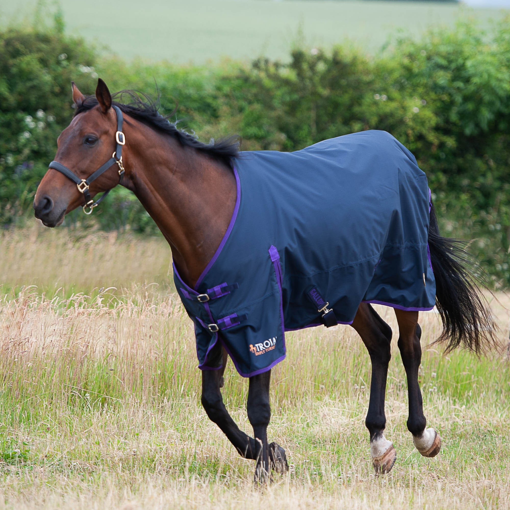 Gallop Lite-weight Trojan Standard Neck Turnout Rug - Robinsons Equestrian