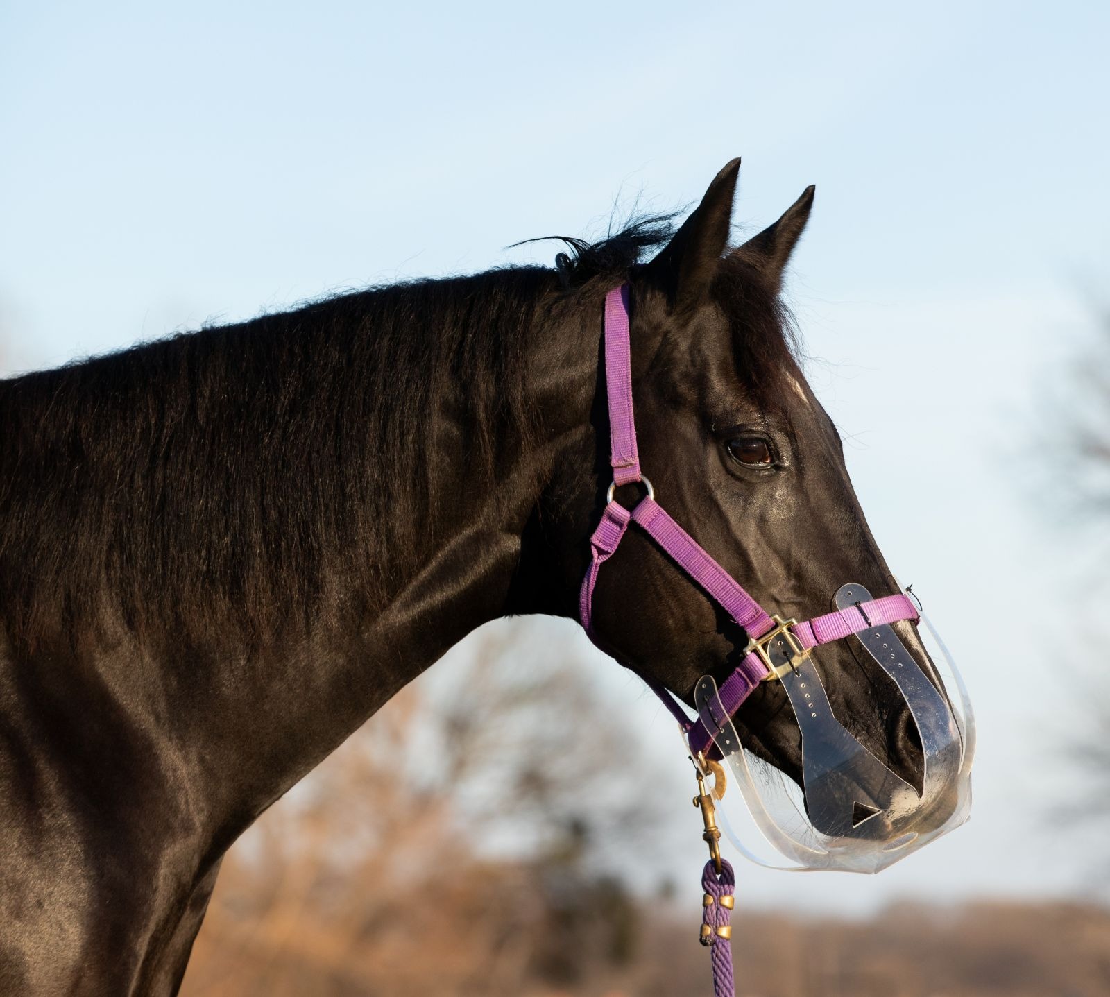 Thinline Flexible Filly Grazing Muzzle - Robinsons Equestrian