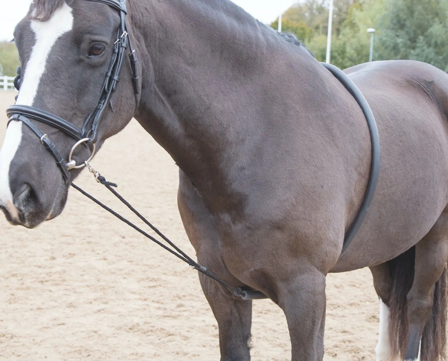 Shires Soft Lunge Aid - Robinsons Equestrian