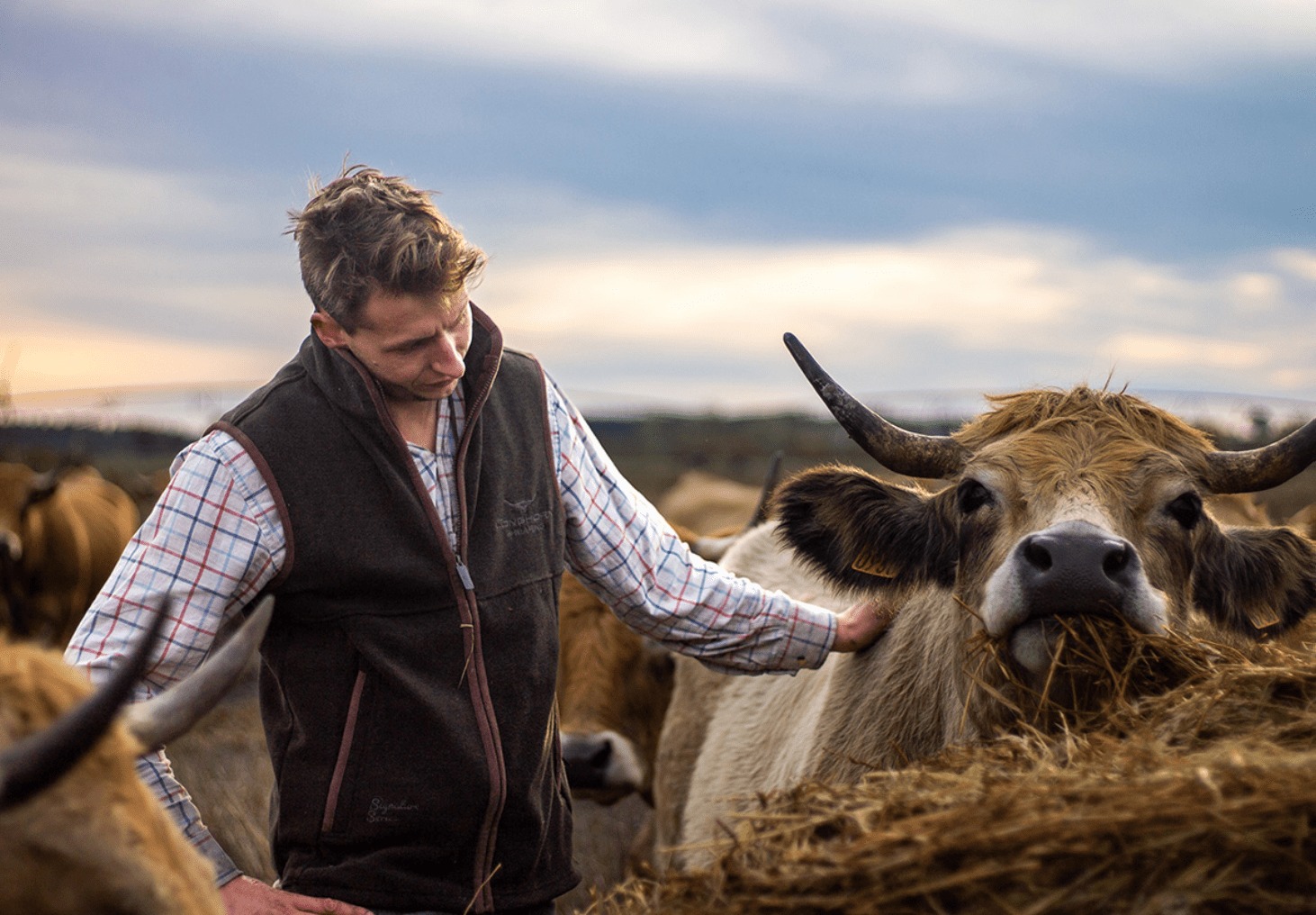 Horner Shearing Longhorn Gilet - Robinsons Equestrian