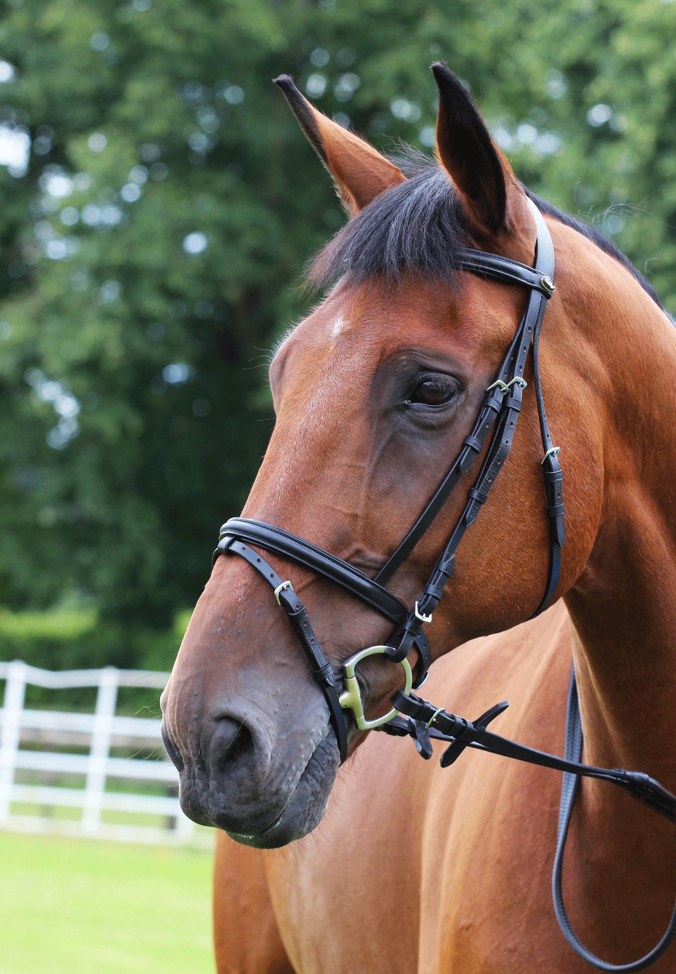 Gallop Economy Bridle With Flash - Robinsons Equestrian